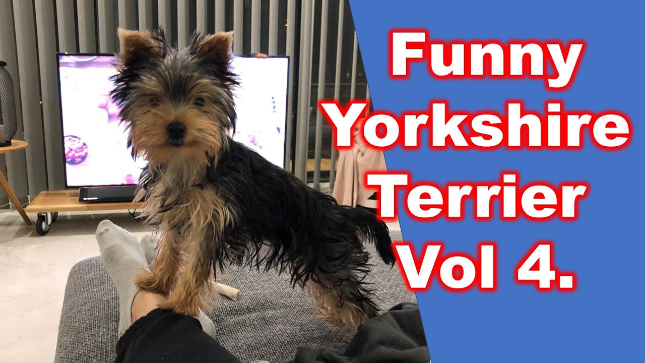 Yorkshire terrier - Funny Adventures Volume 4. Cutest Yorkies Yorkshire ...
