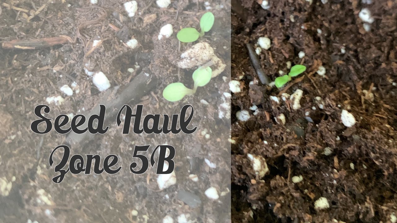 Seed Haul - Zone 5B Gardening - YouTube
