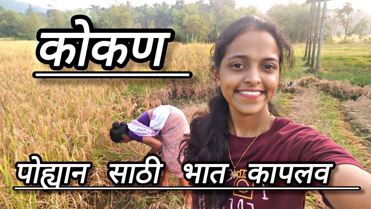 दिवाळीच्या पोह्यान साठी भात कापलव 🤩😍 कोकणसुख Youtube