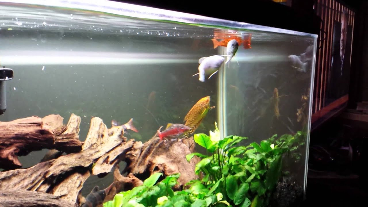 hex bug robotic fish - YouTube