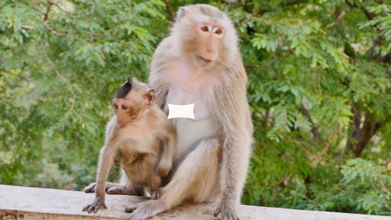 Premature Monkey Chaplin Still Gets Breastfeed And Grows slowly ...