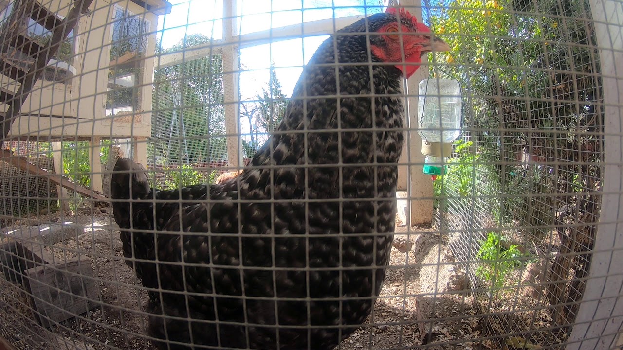 Chicken Coop Time-lapse Video (GoPro Hero 7 Black) - YouTube