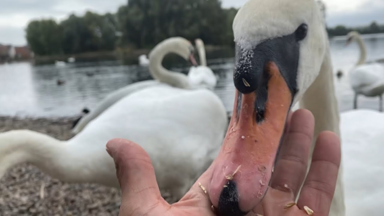 Man protects wild swan from other aggressive swans 🦢 🧍‍♂️ ⛔️ 🦢🦢 - YouTube