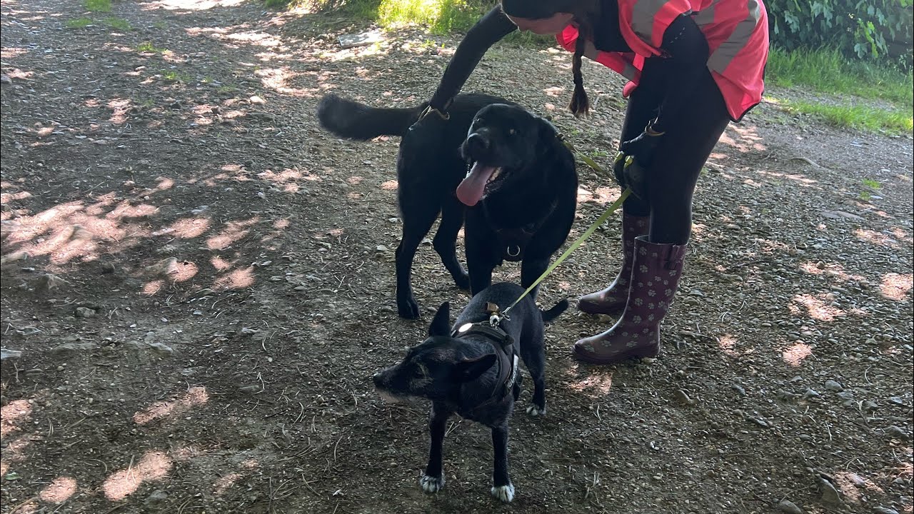 Scratch my Back and I’ll scratch yours #dogslife #doggo #animals # ...