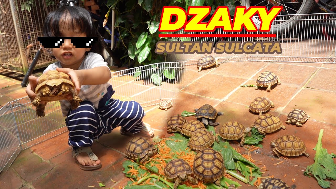 DZAKY JADI SULTAN !!! - YouTube