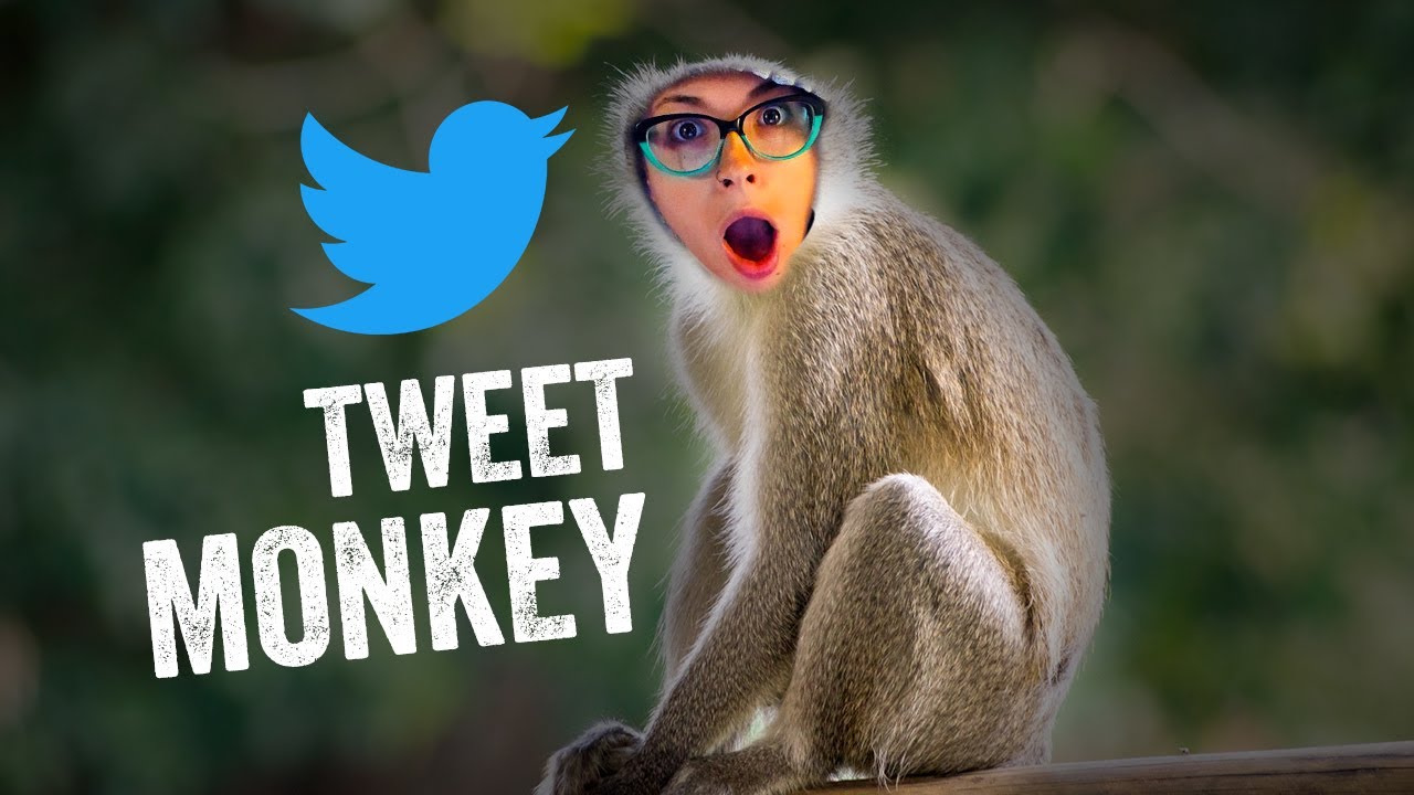 DANCE MONKEY - Twitter Parody - YouTube