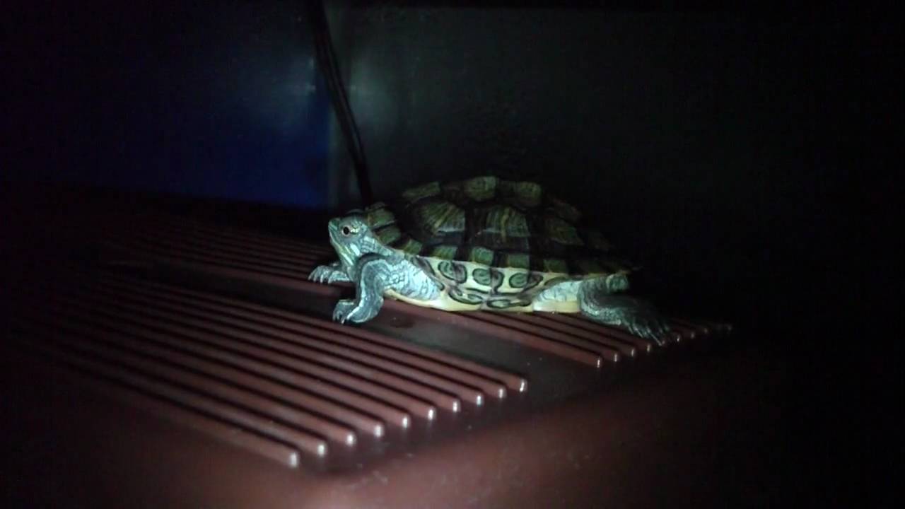 baby turtle sleeping 720p HD - YouTube