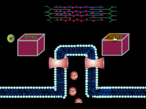 ESTRUCTURA DEL SARCOMERO - YouTube