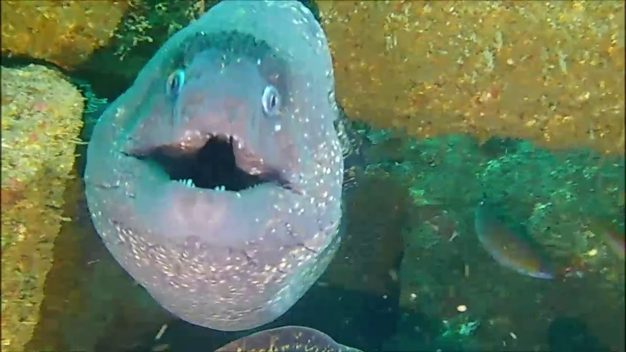 Morays Eel - YouTube