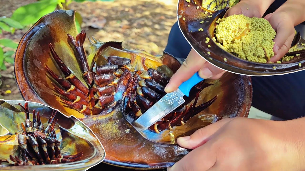 Cook and Eat a Living Fossil !! The Most Alien-Looking Creature ...