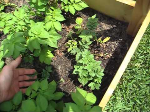 Growing Potatoes Above Ground - YouTube