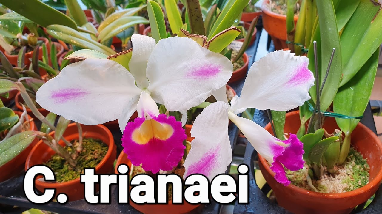C. trianaei semi-alba 'Kathleen' - YouTube