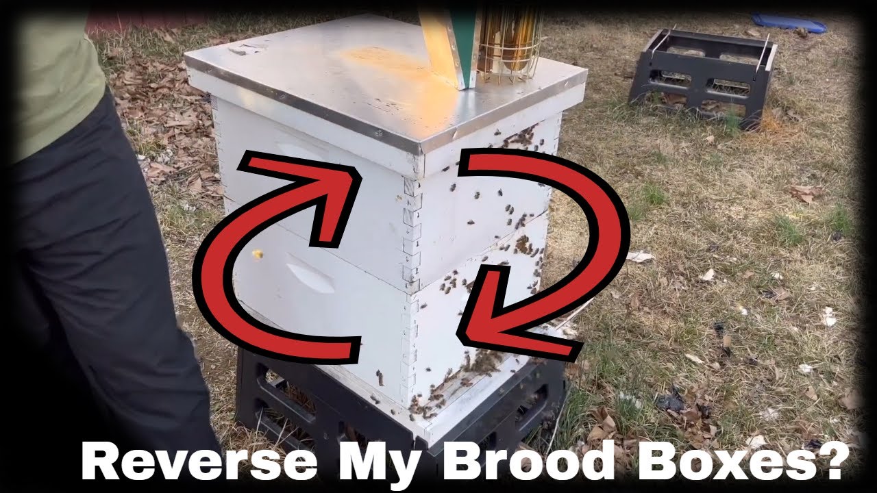 How to Reverse Brood Chambers So Easily You'll Be Shocked - Here's How ...