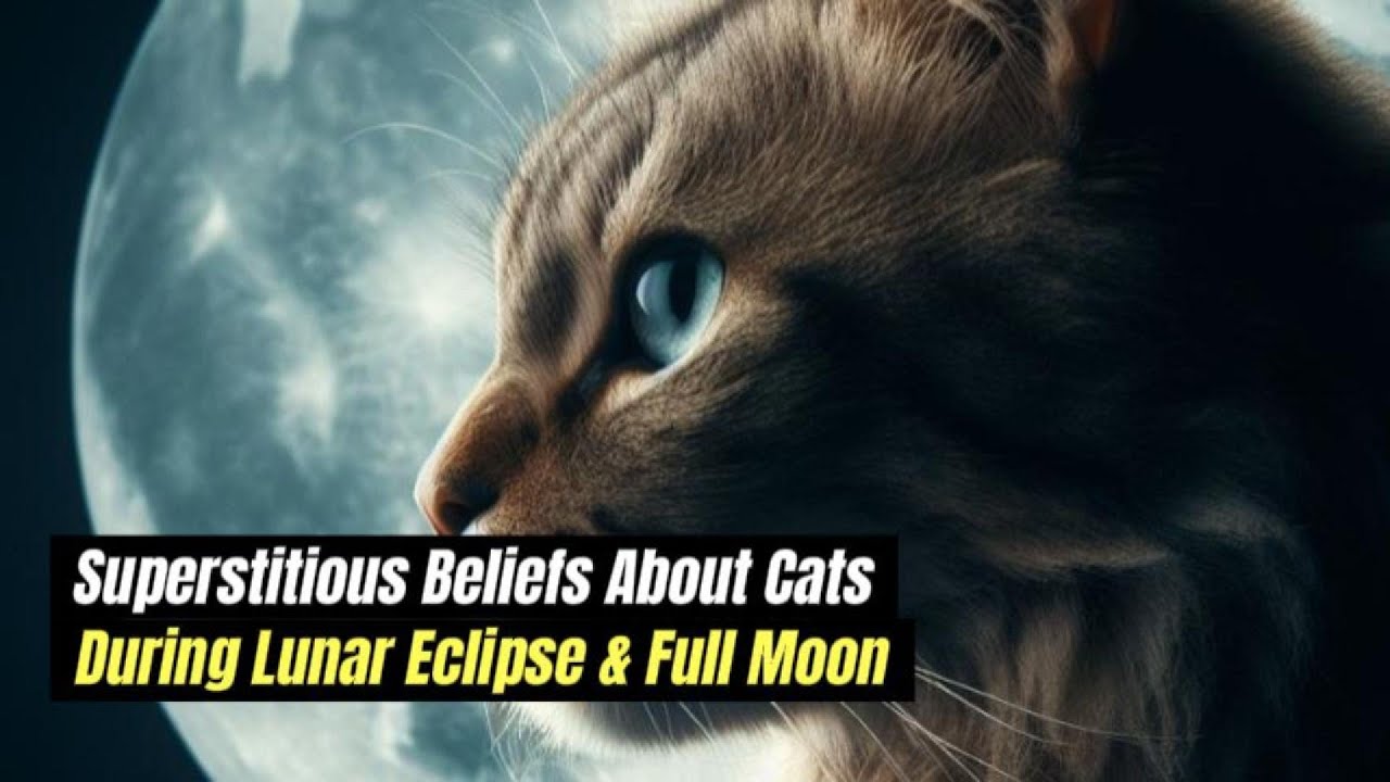 Superstitious Beliefs About Cats During Lunar Eclipse and Full Moon ...