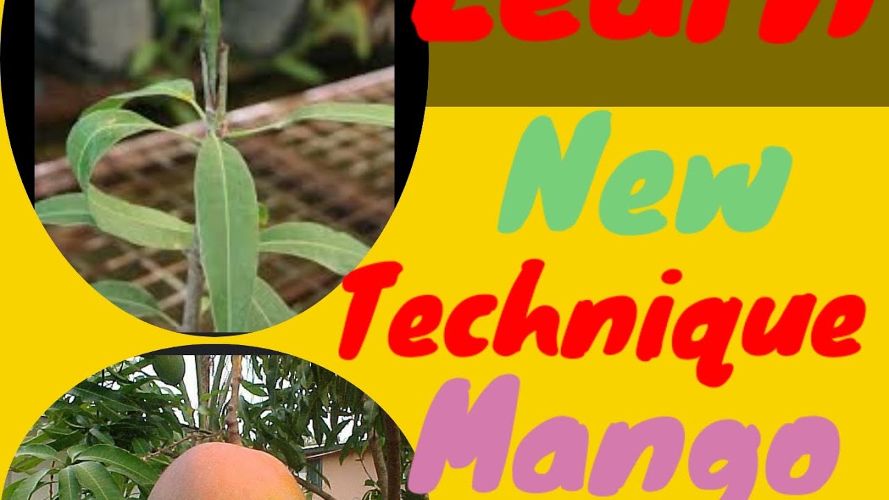 New Technique Mango Graphting - YouTube