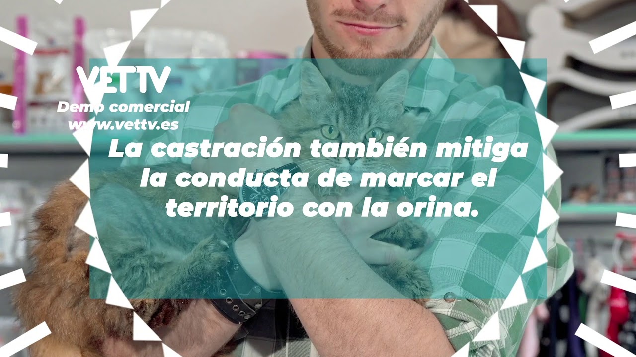 VetTV presenta: La castración del macho - YouTube