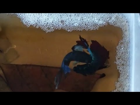 #Betta #fish #breeding process | Uzhavanvanam - YouTube