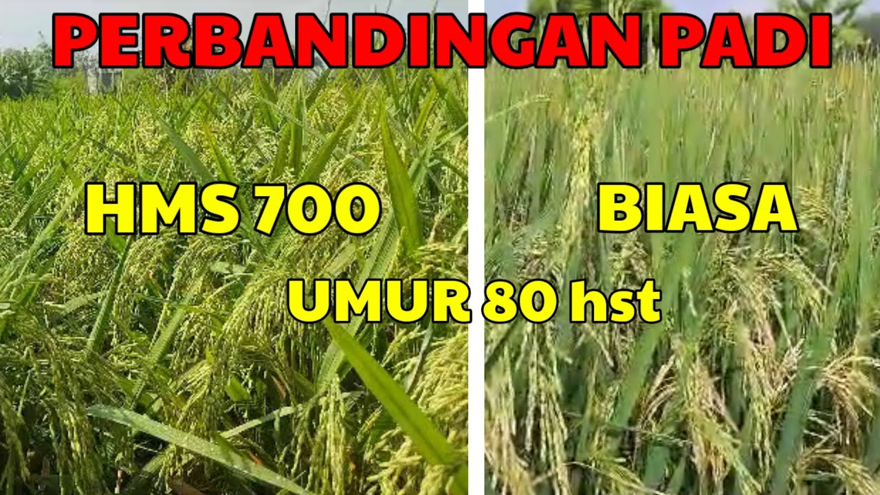 Perbandingan Padi hms 700 Dengan Padi Biasa umur 80 hst - YouTube