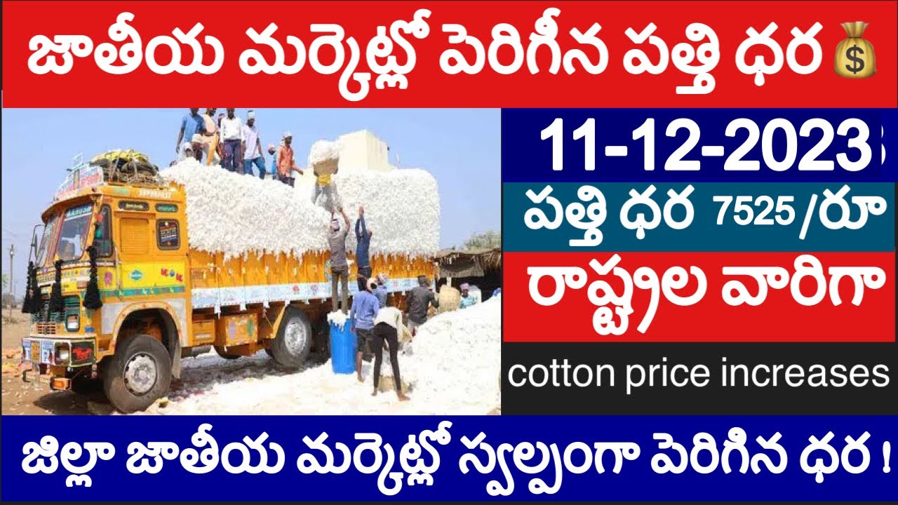 11-12-2023 today cotton price-today cotton rate-cotton price today ...