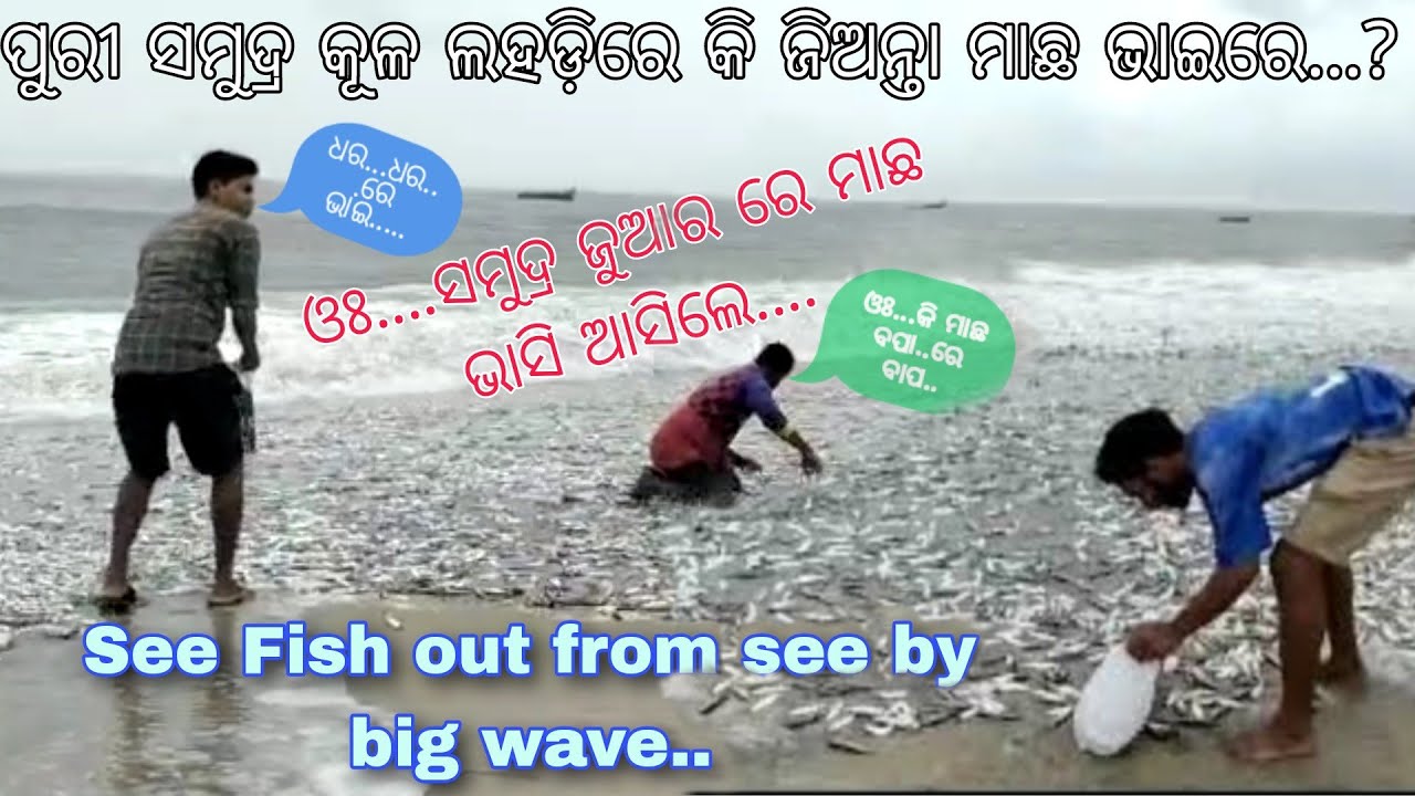 ପୁରୀ ସମୁଦ୍ର କୂଳକୁ ଜିଅନ୍ତା ମାଛ ଭାସି ଆସିଲେ ଗୋଟେ ବଡ ଜୁଆର ରେ || SEA WAVE ...