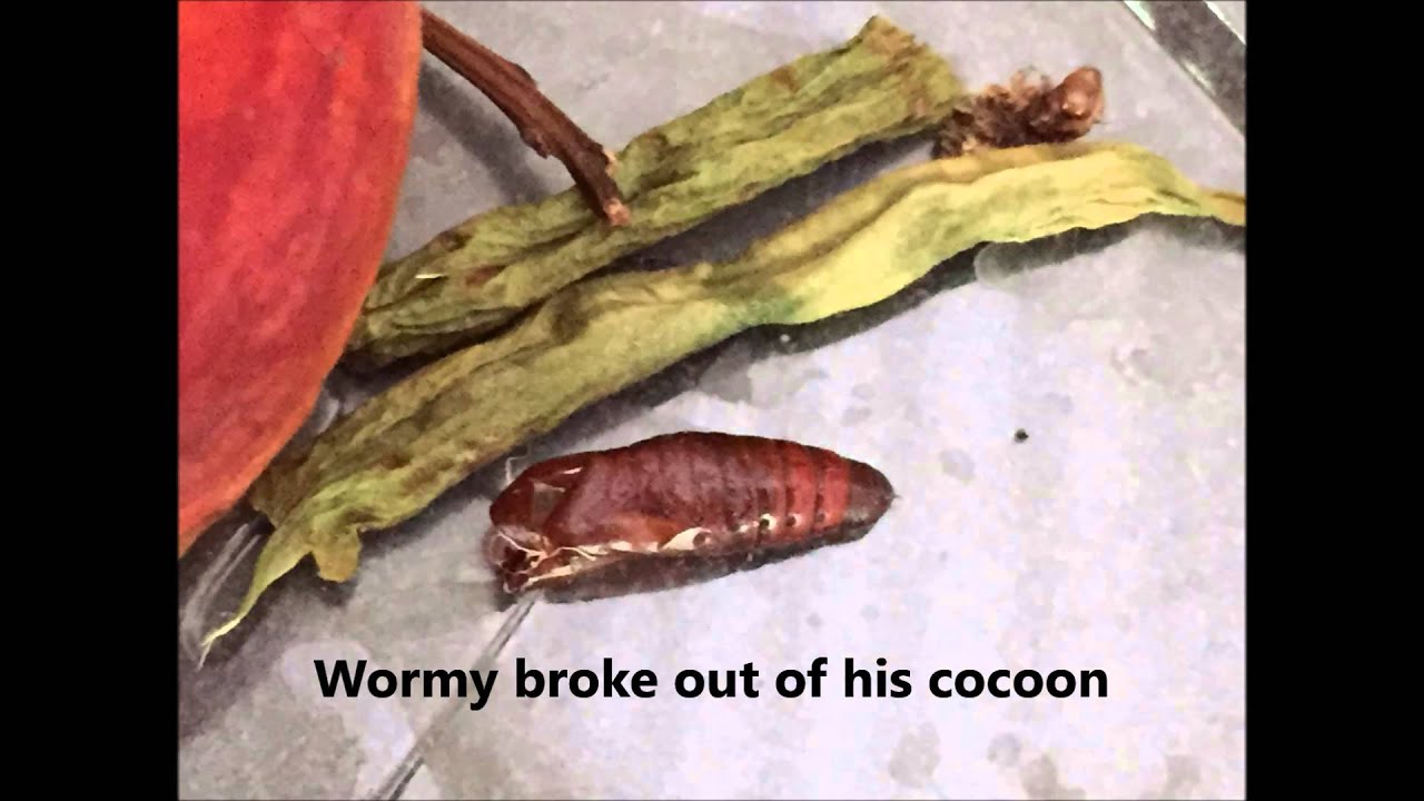 The Very Hungry Caterpillar real LiFe Children Story - YouTube