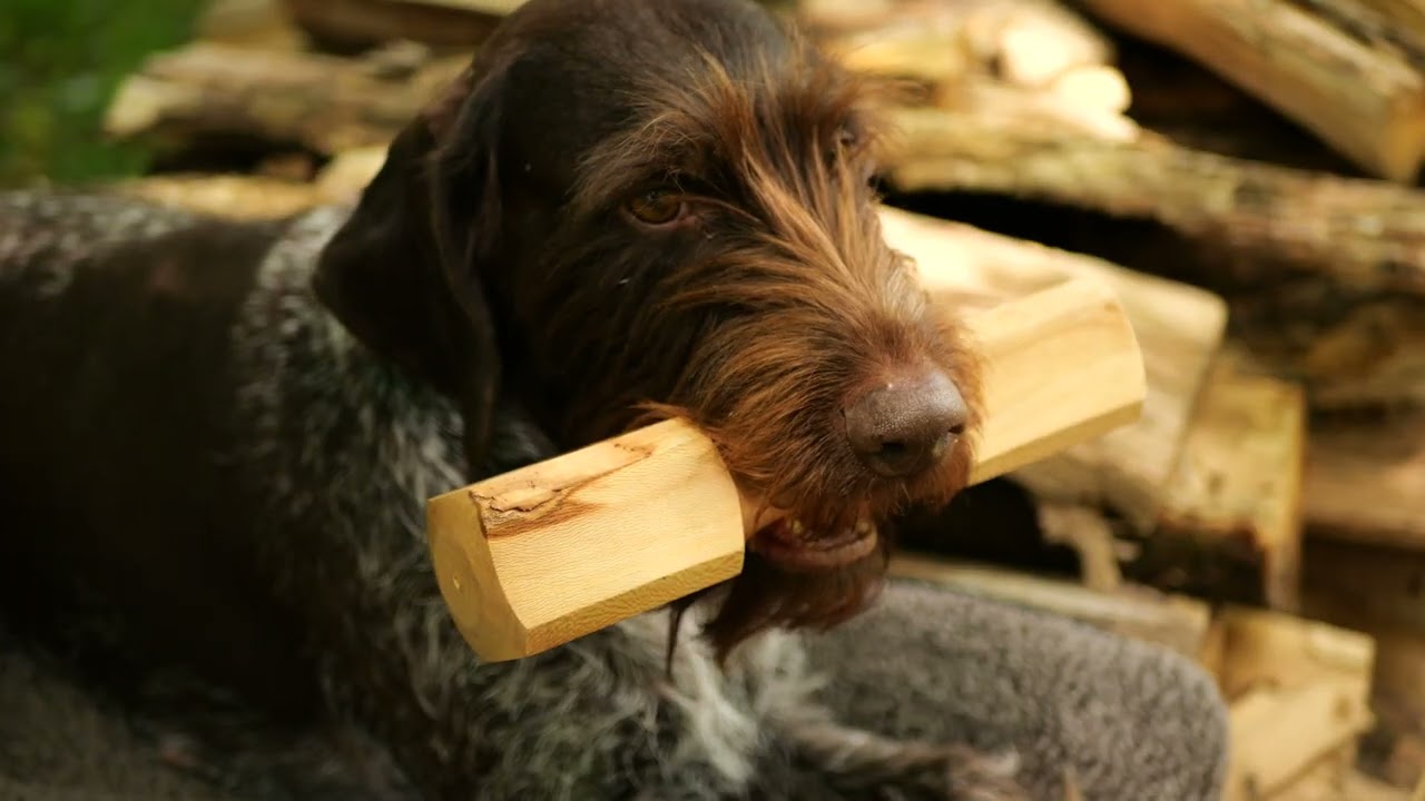 Ausbildung Apport mit dem Apportierholz - YouTube