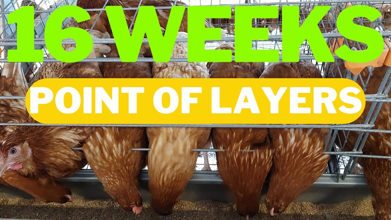 MAXIMIZING ISA BROWN Layers Health & Productivity: 3 in 1 VACCINATION ...