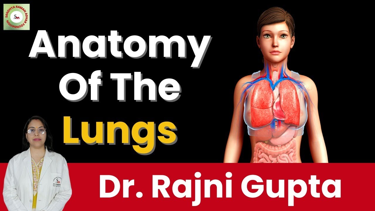 Anatomy of the lungs | Sandhya Raman Adhar Foundation - YouTube