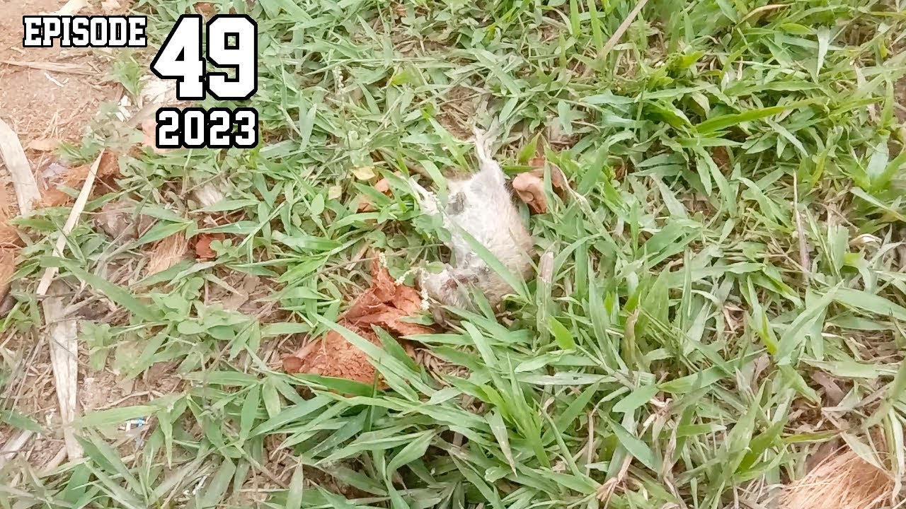 Eps 49 - Mengubur bangkai tikus sebagai pengganti pupuk bagi tanaman ...