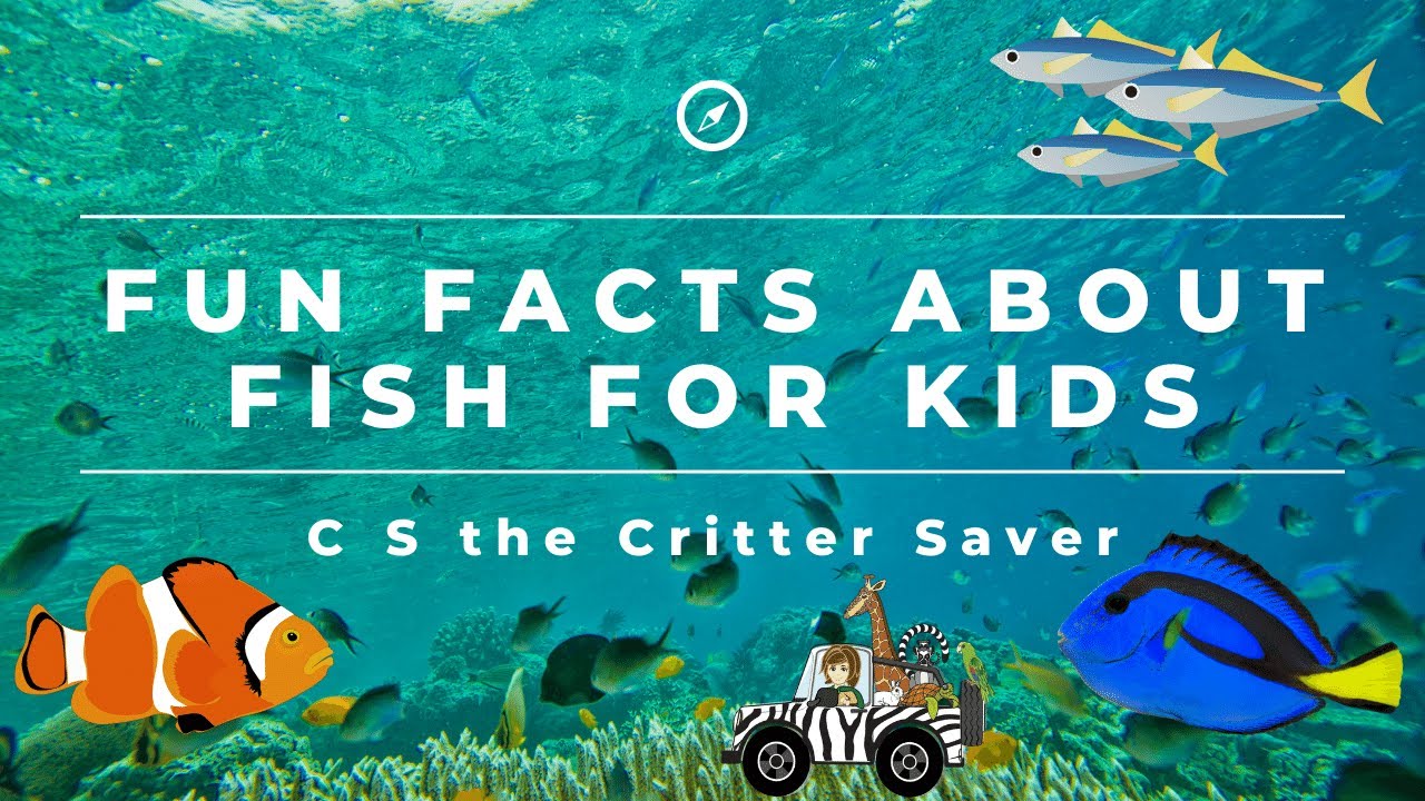 Fun Facts About Fish - YouTube