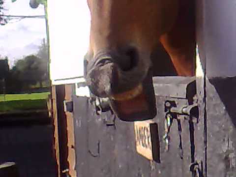 amber the taking horse