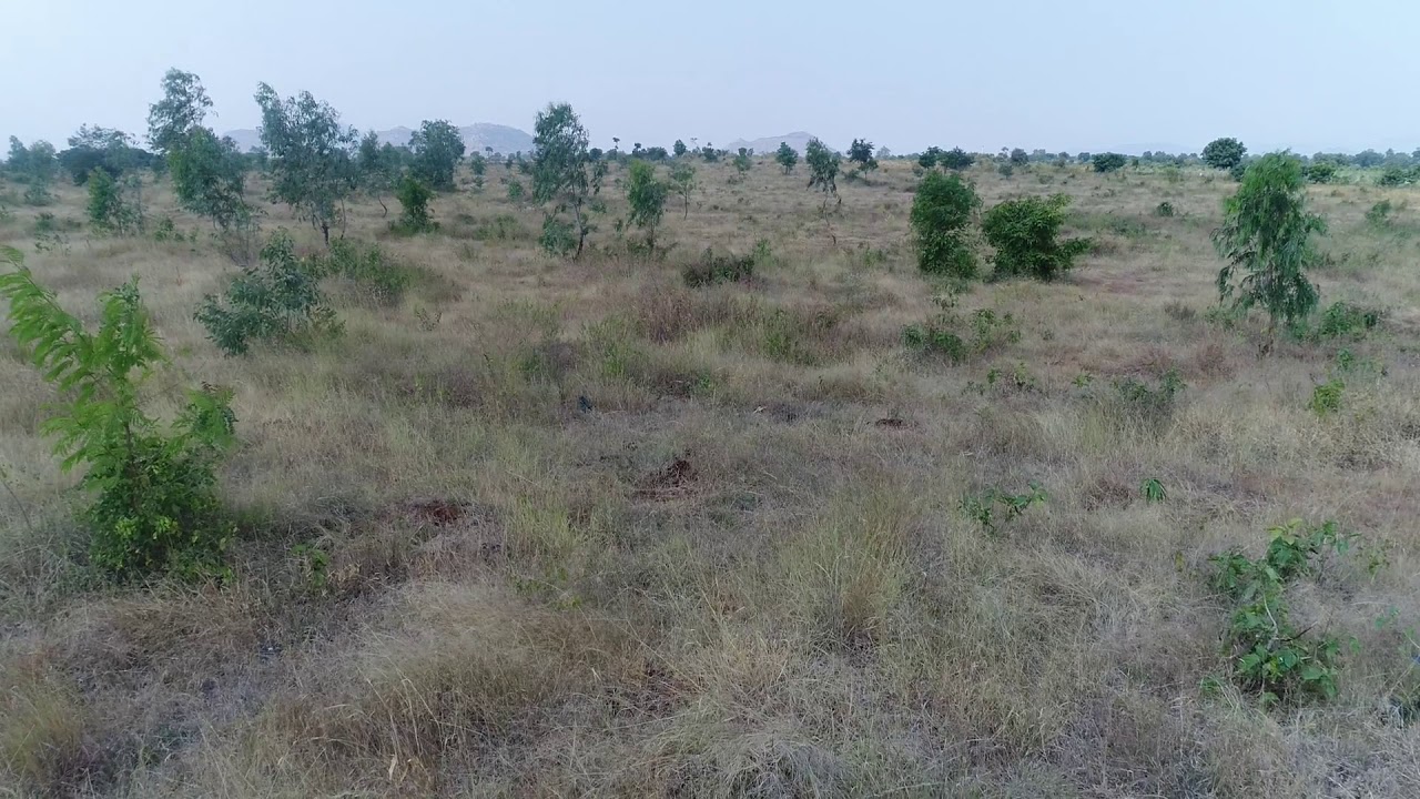 Block plantation Dongaon - YouTube