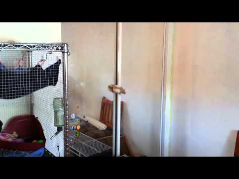 Mina thinks she's a monkey rat