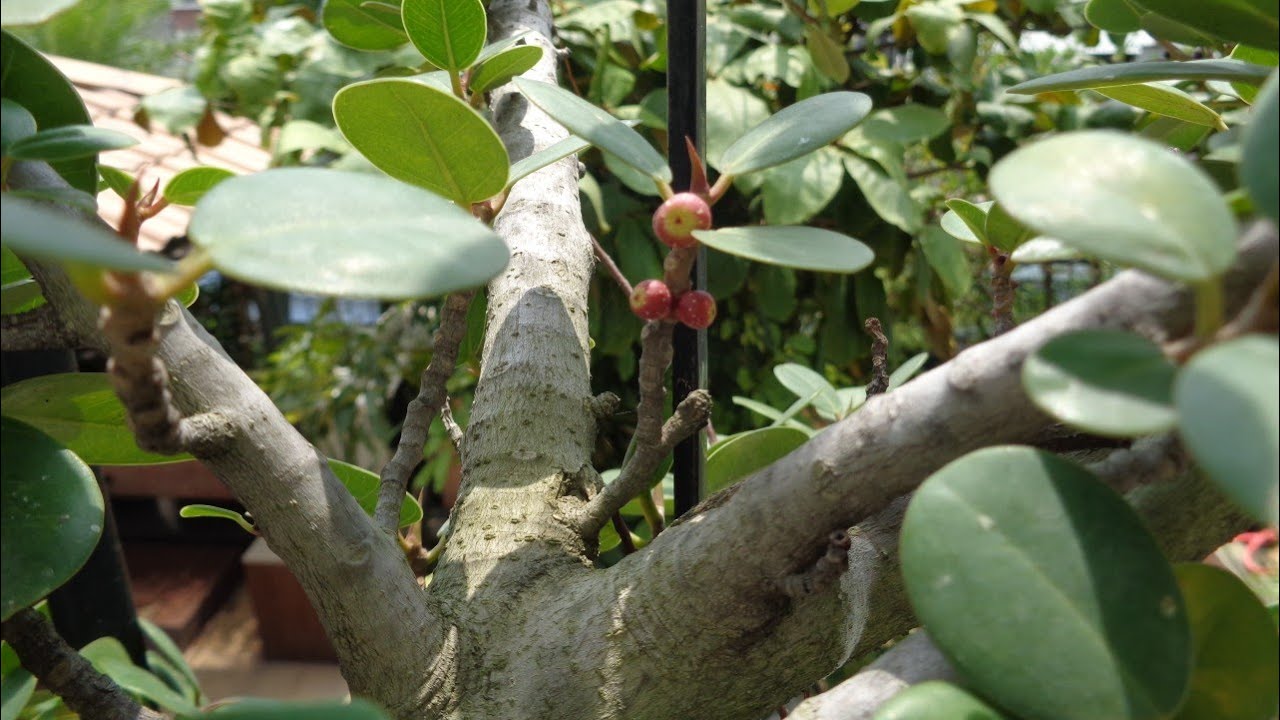 বট বনসাই গাছ/Botany bonsai tree | Dhaka | Bangladesh. - YouTube