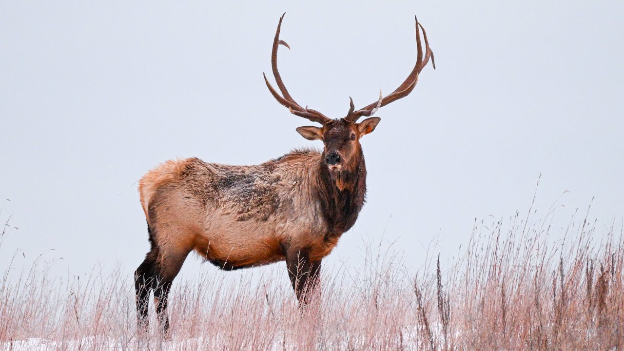 Wisconsin Elk: Winter in Wisconsin (4K Elk in Snow) - YouTube