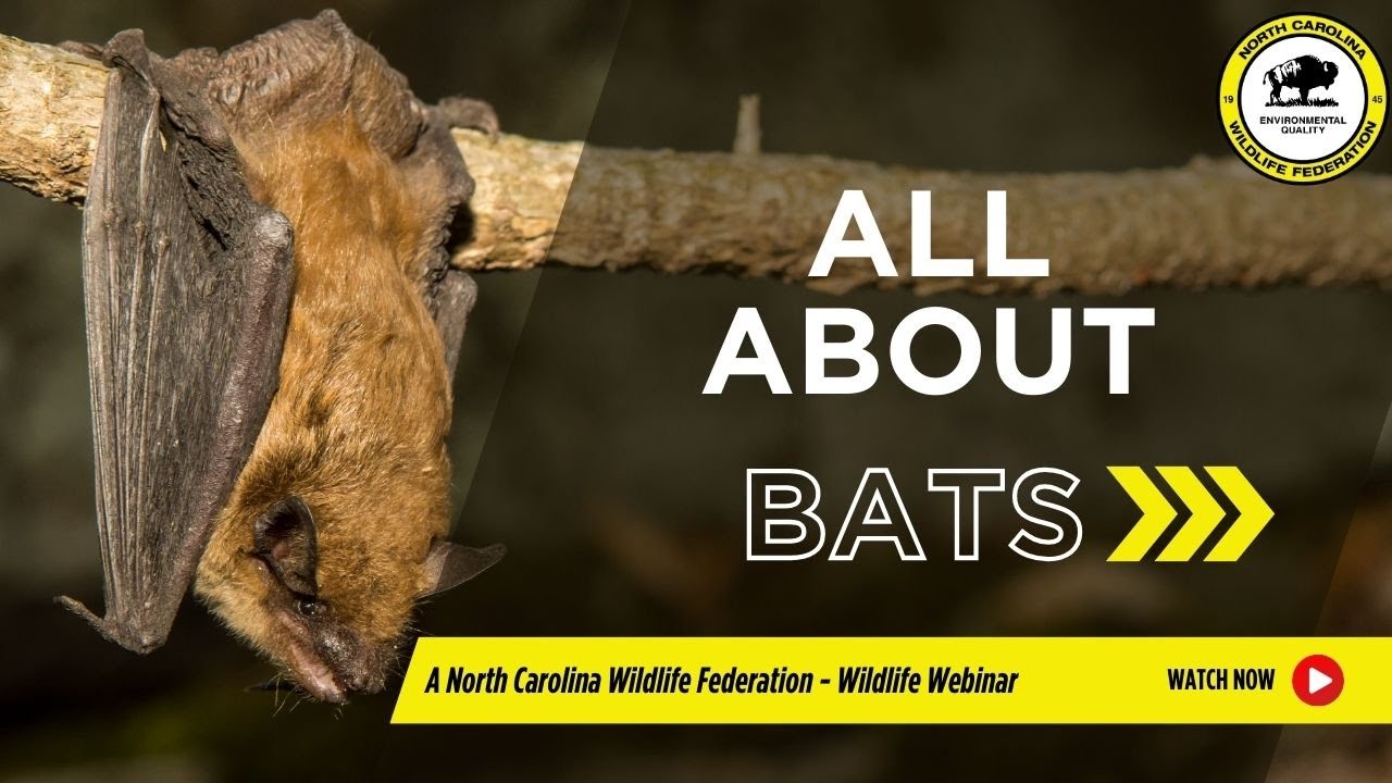 All About Bats - North Carolina Wildlife Federation - YouTube