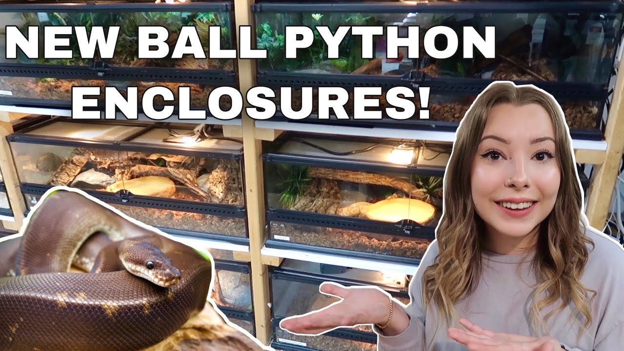 Setting Up 5 Snake Enclosures! | Ball Python Enclosure Makeover - YouTube