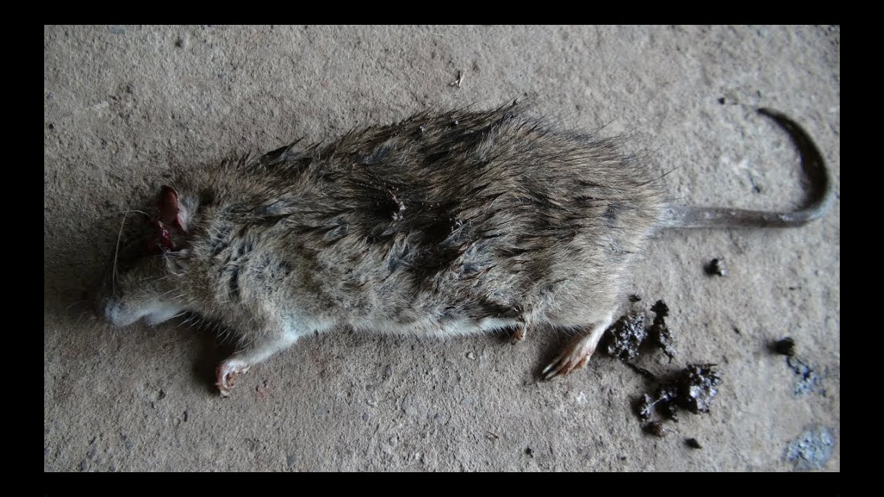 Shooting Cannibal Rats - YouTube