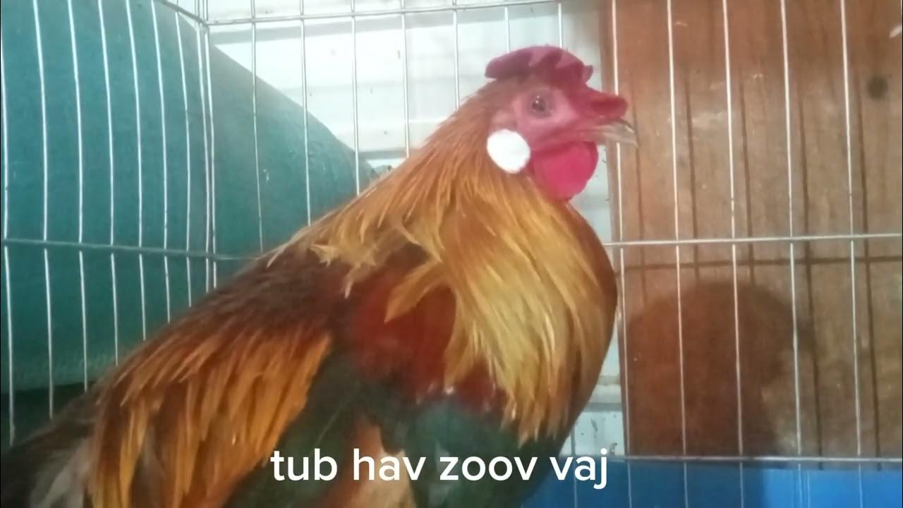 Thaij kuv cov qaib qus rau nej saib - YouTube