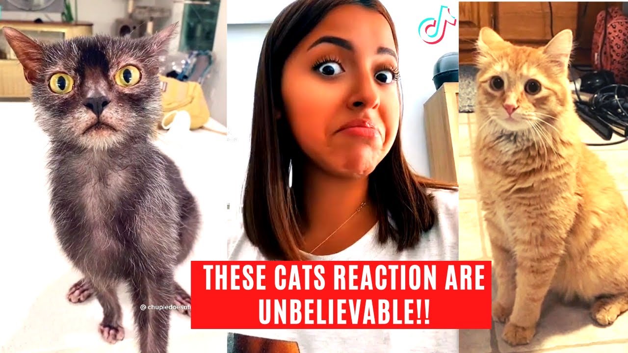 CATS REACTION TO THIS SOUND | Try Not To Laugh😹 - YouTube