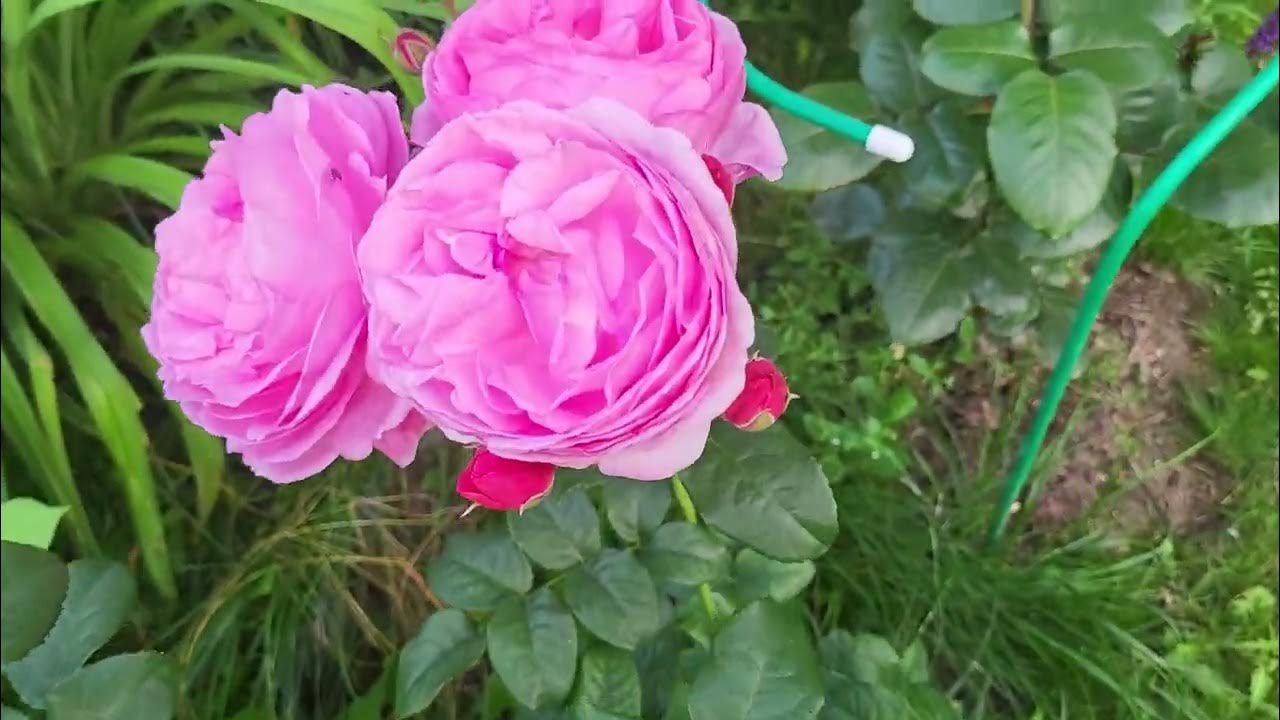 6 июля. Цветение роз🌹( розы Симбол , Акварель , Голден Селебрейшен,Летс ...