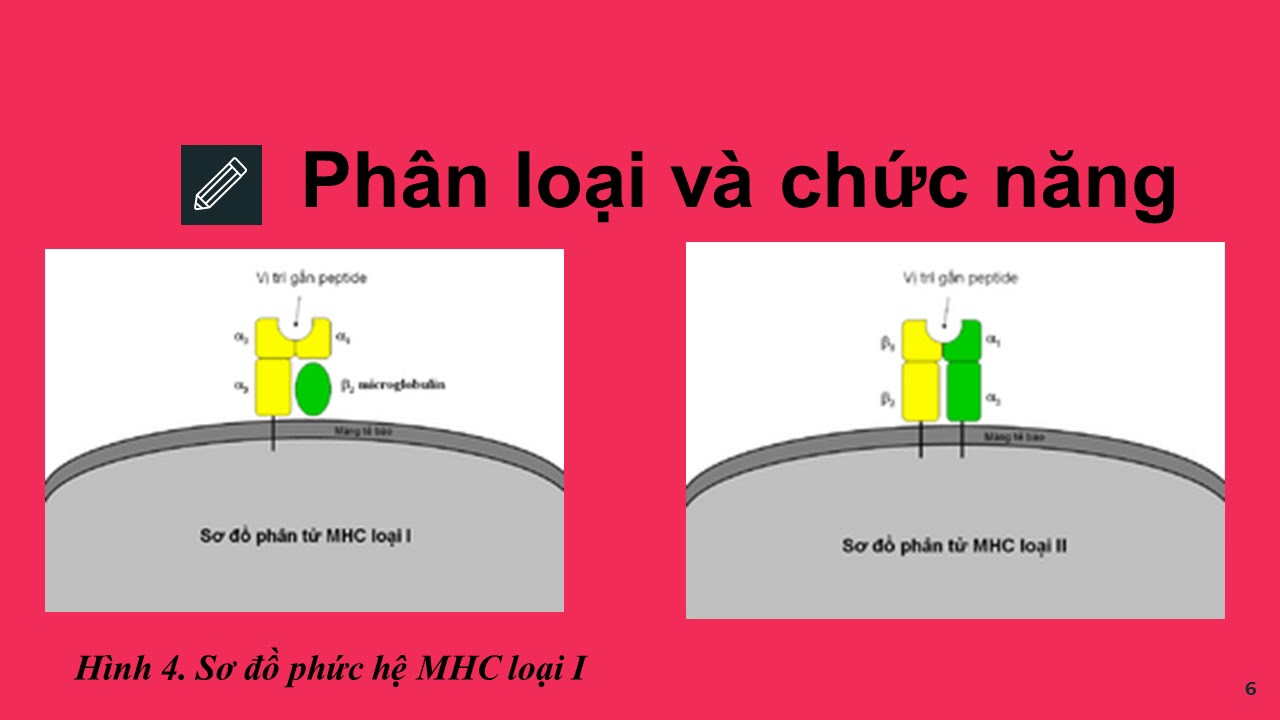 MHC là gì? - YouTube