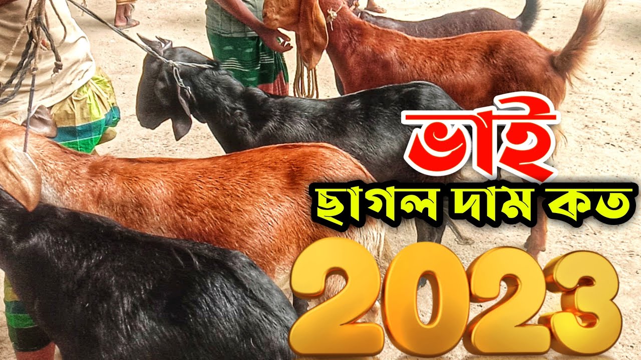 Bhai Sagol Koto || Sirajganj Boalia sagoler hat - Part 6 || Qurbani ...