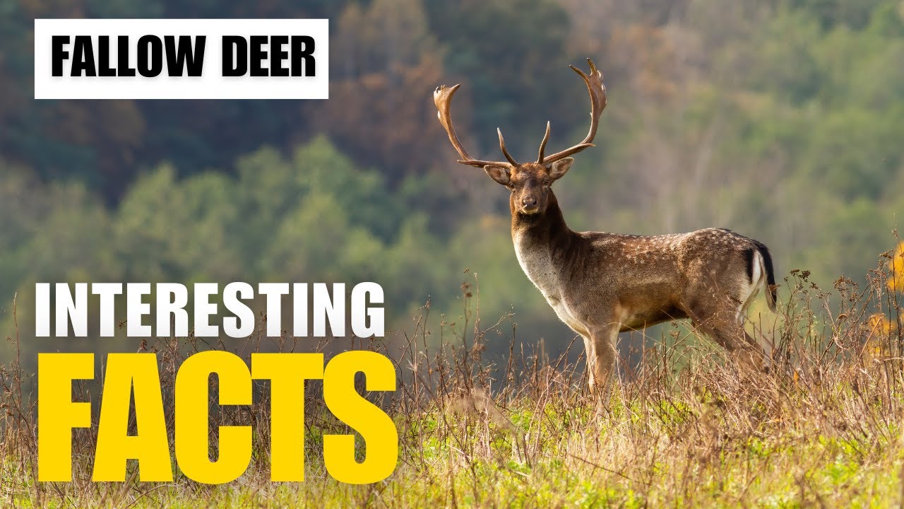 Exploring the Fascinating World of Fallow Deer | Interesting Facts ...