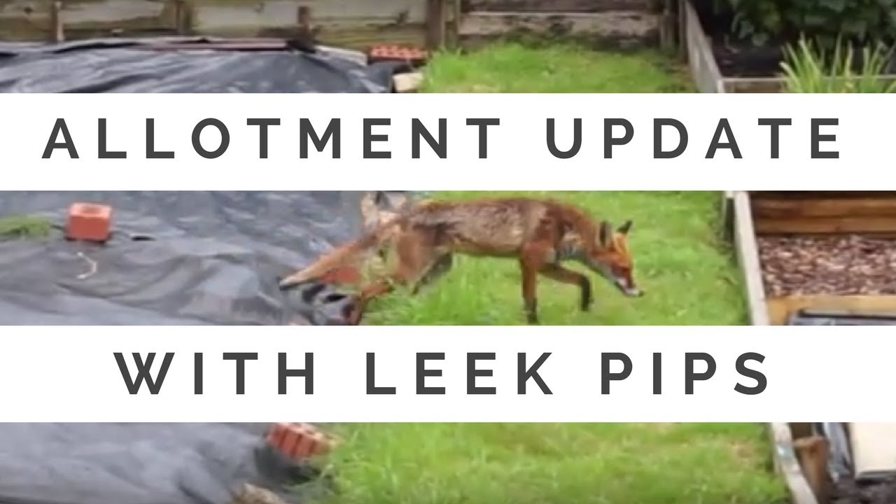 Allotment Update With Leek Pips - 28th July 2017 - YouTube