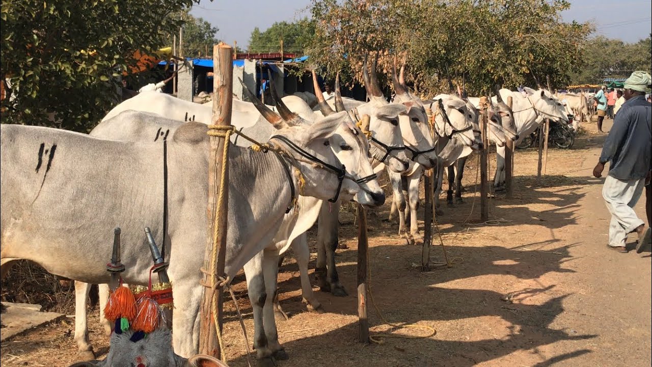 Thornalli Sappalamma Jathrae 2019 - Danagala Jathrae - YouTube