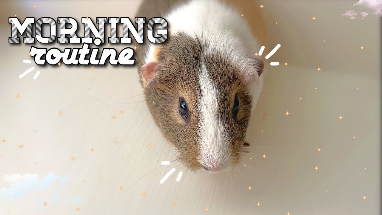 My Guinea Pig Morning Routine w/ Three Guinea Pigs \\ June 2022 ...