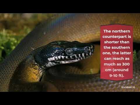 White Lipped Python Care Sheet - YouTube