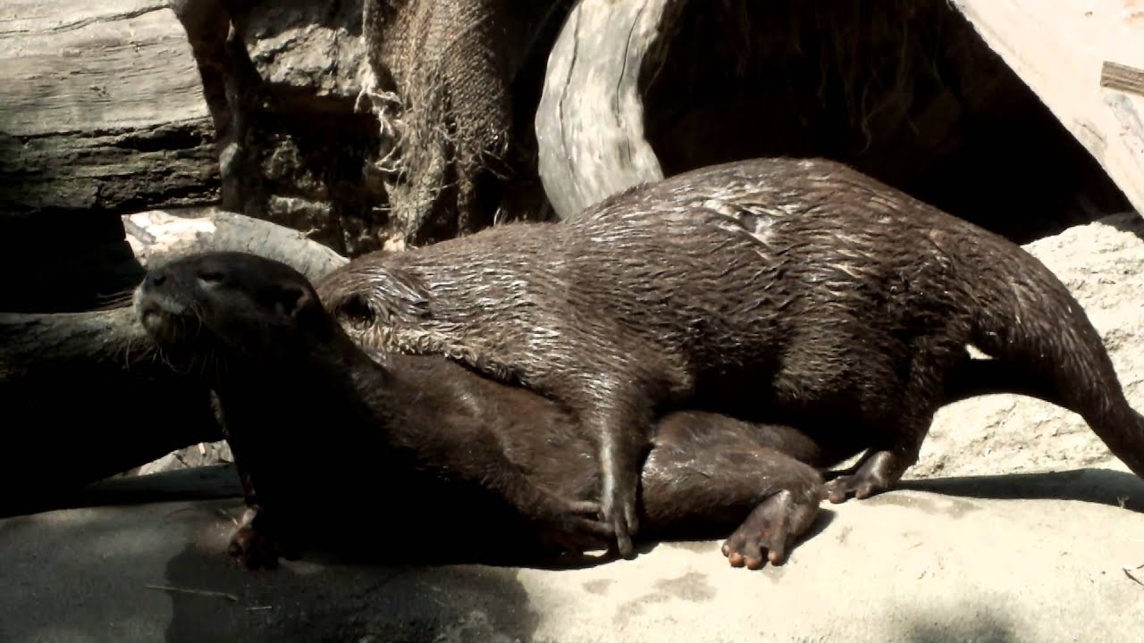 Mating Oriental Short Clawed Otter コツメカワウソの交尾。 Youtube