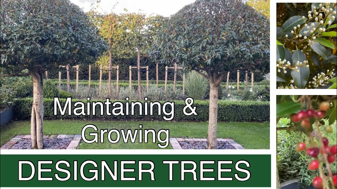 Portuguese Laurel - a good tree for evergreen structure - YouTube